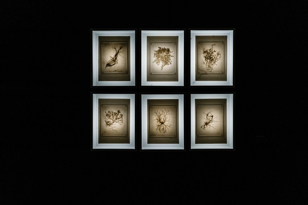 Branching Structures - Katie Caron