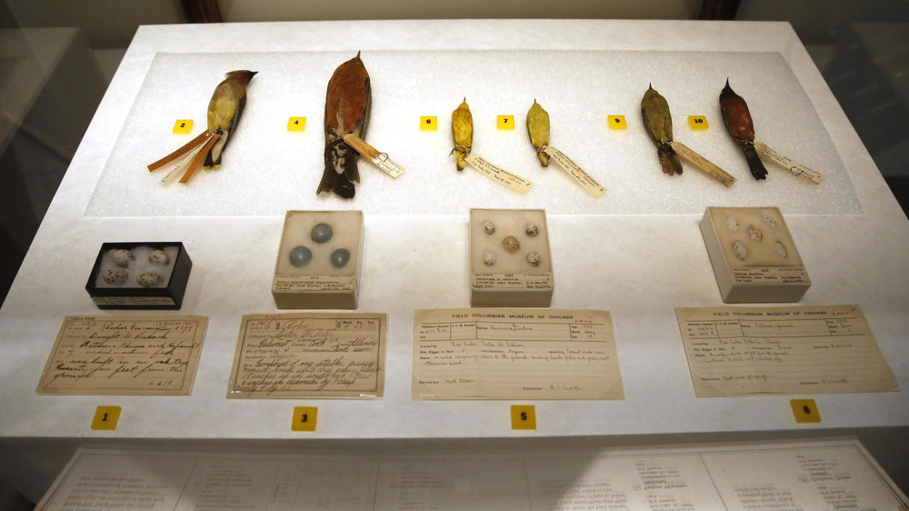 Field Museum - Specimens - ABCopywriter