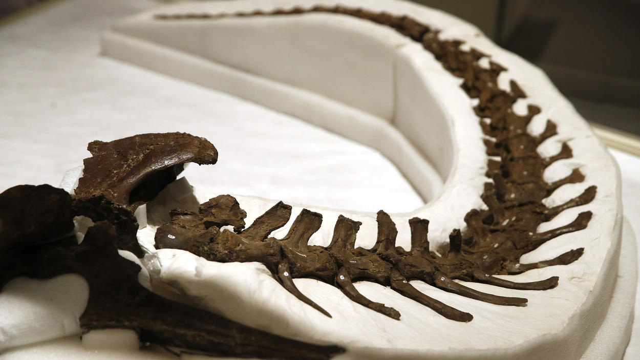 Field Museum - Specimens - ABCopywriter