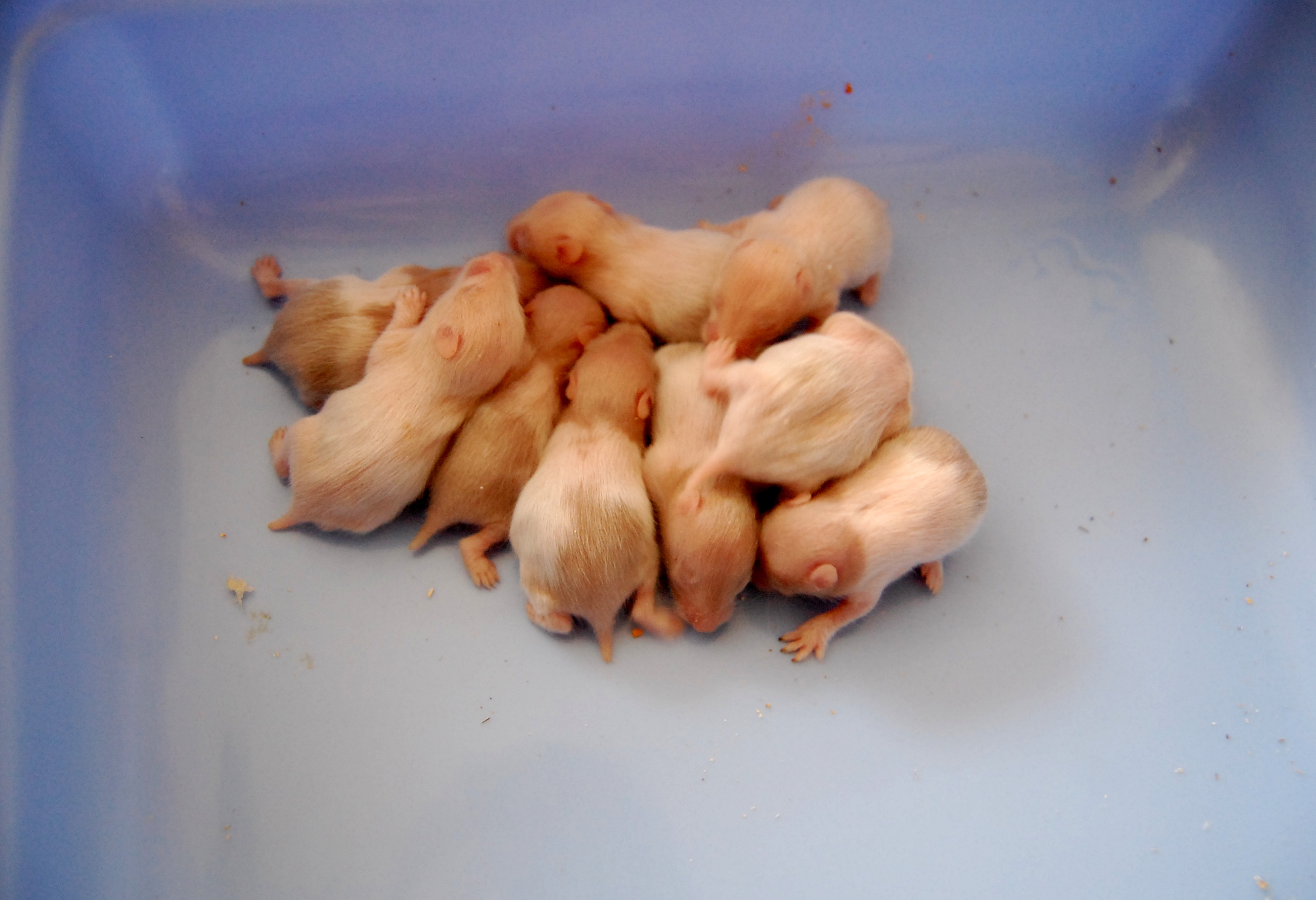 The Movement - Hickey Heart