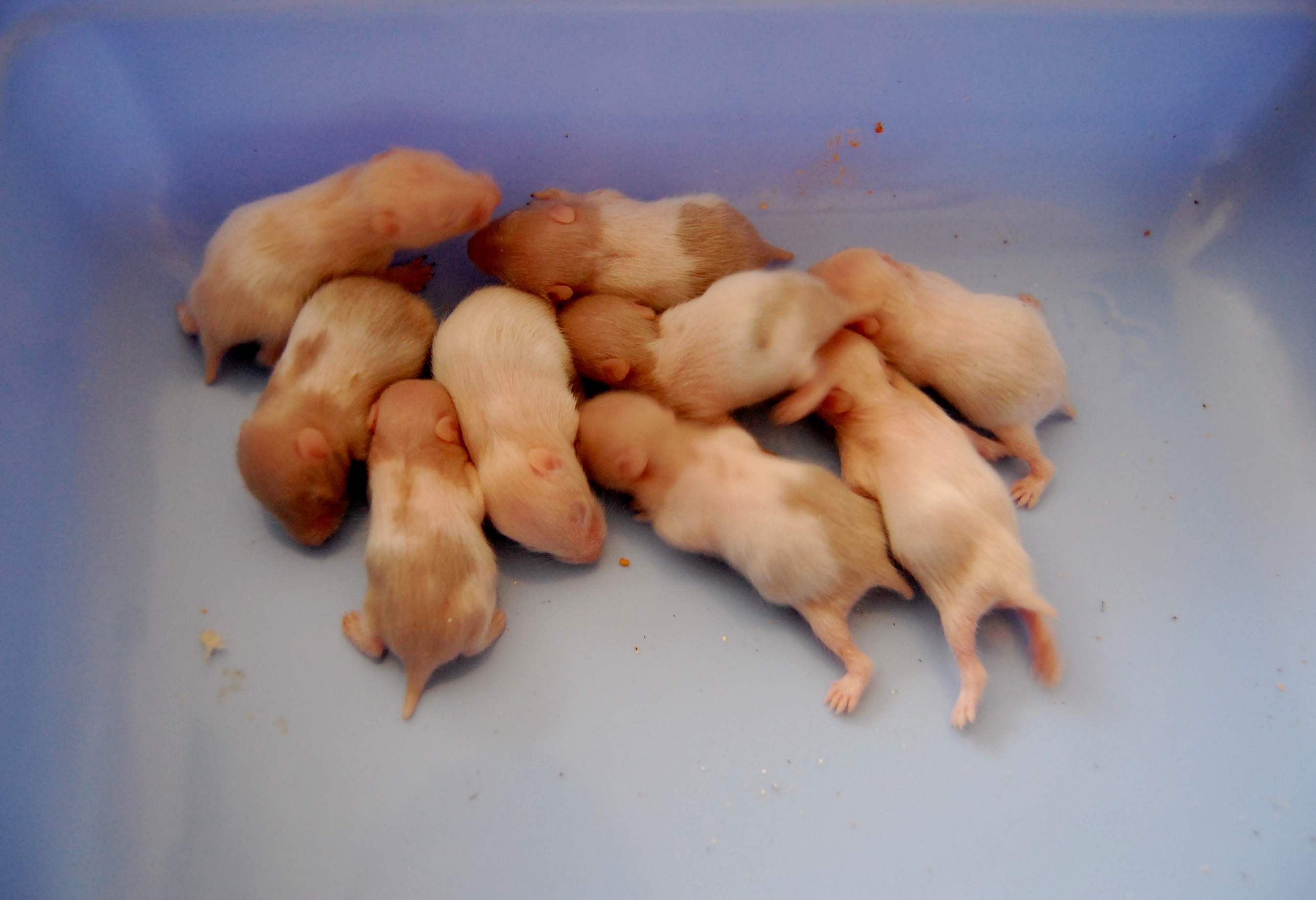 The Movement - Hickey Heart