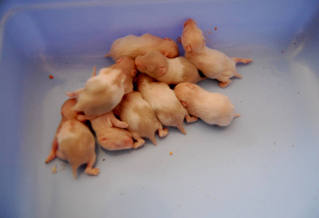 The Movement - Hickey Heart