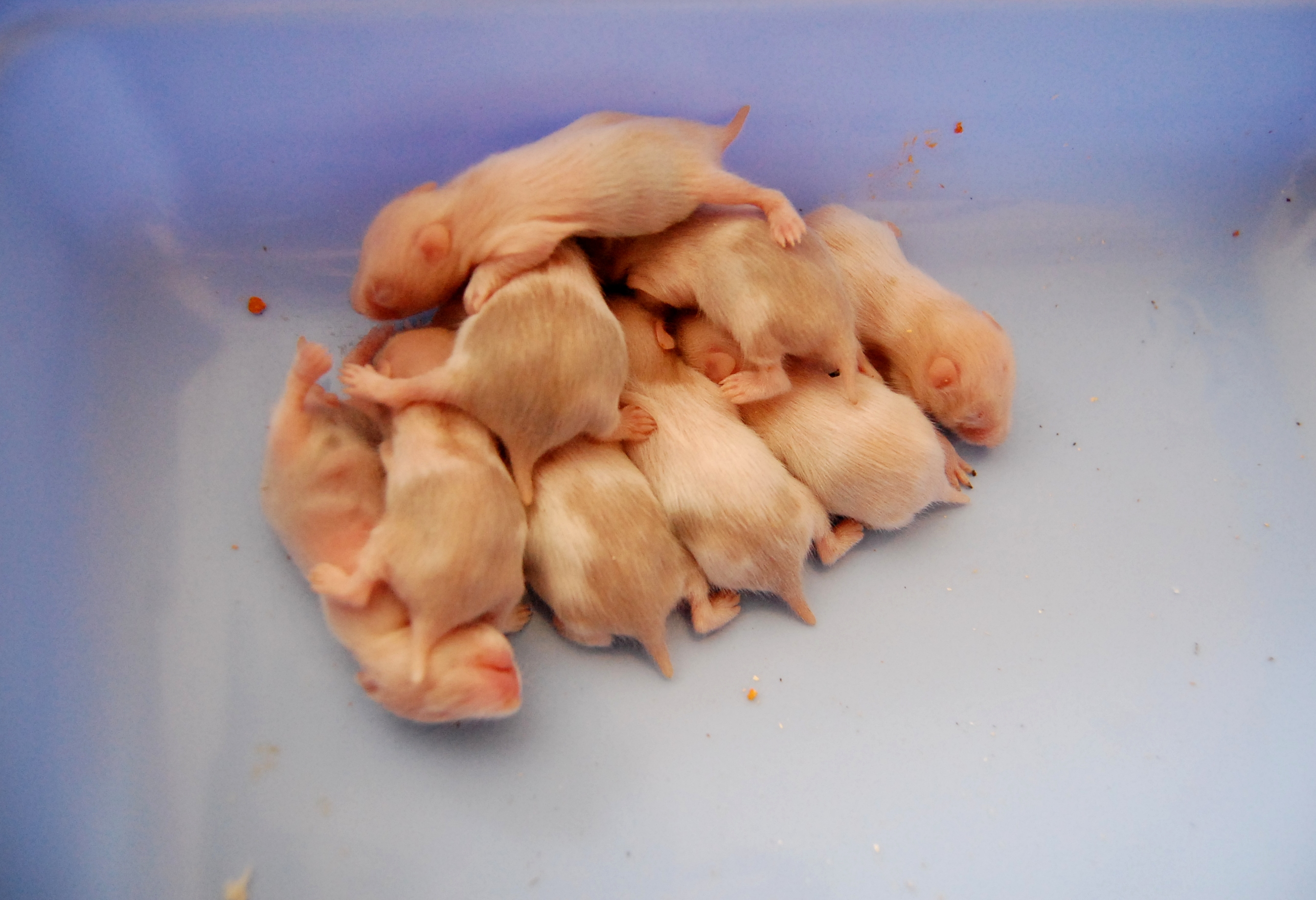 The Movement - Hickey Heart