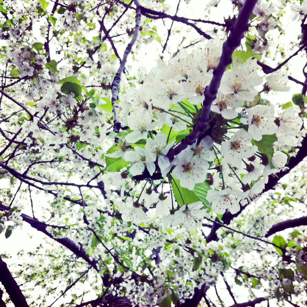 Eye Fun - Nicole Ashley Koster