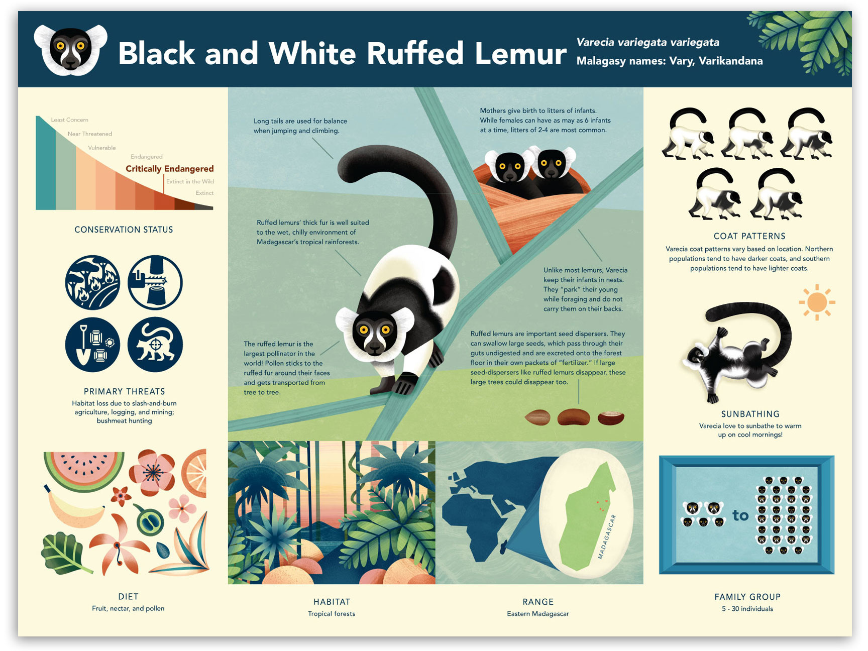 Duke Lemur Center Infographics - Caitlin Hansen