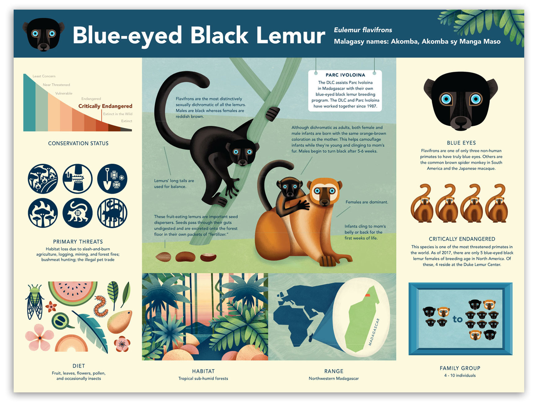 Duke Lemur Center Infographics - Caitlin Hansen