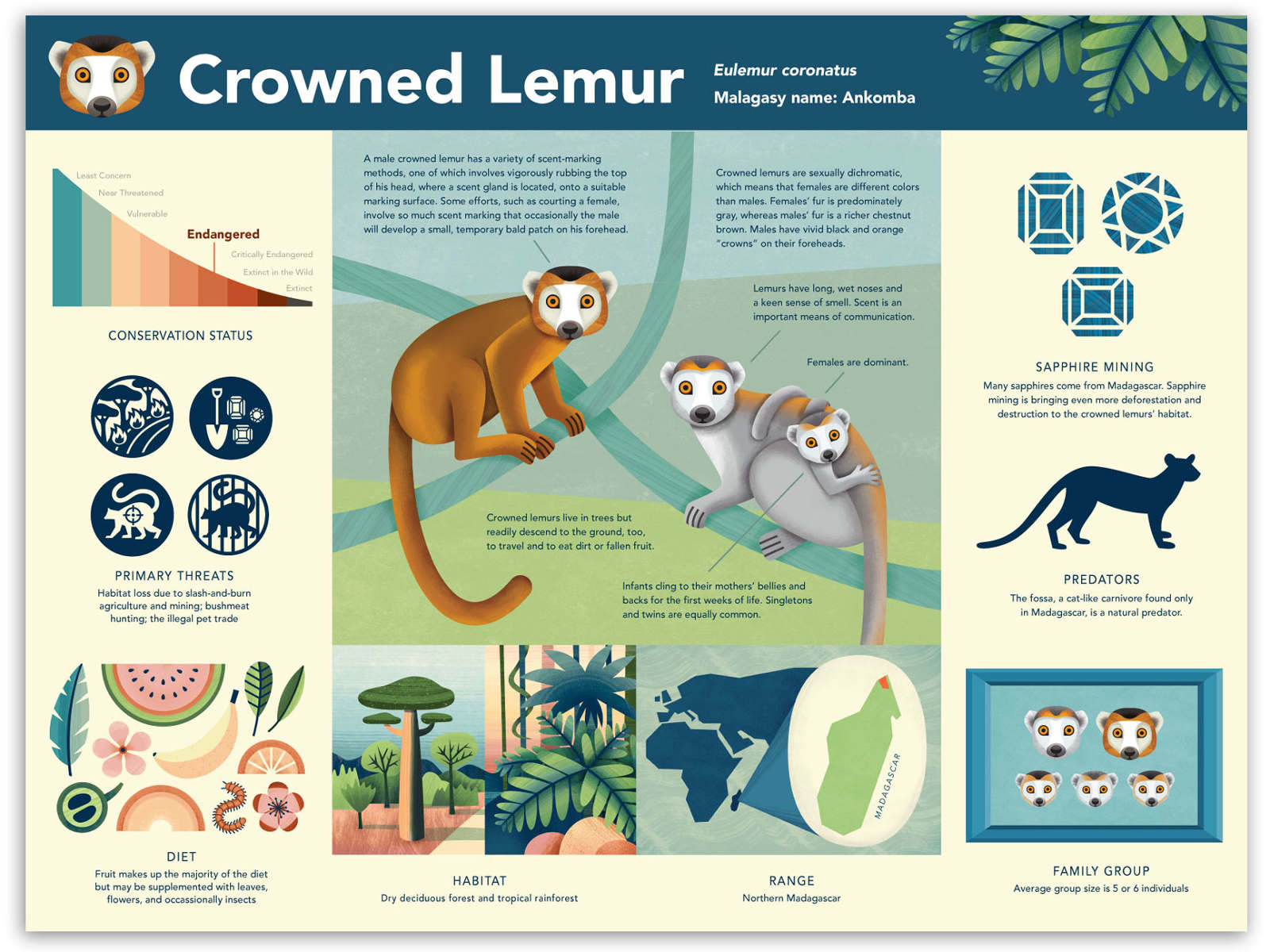 Duke Lemur Center Infographics - Caitlin Hansen