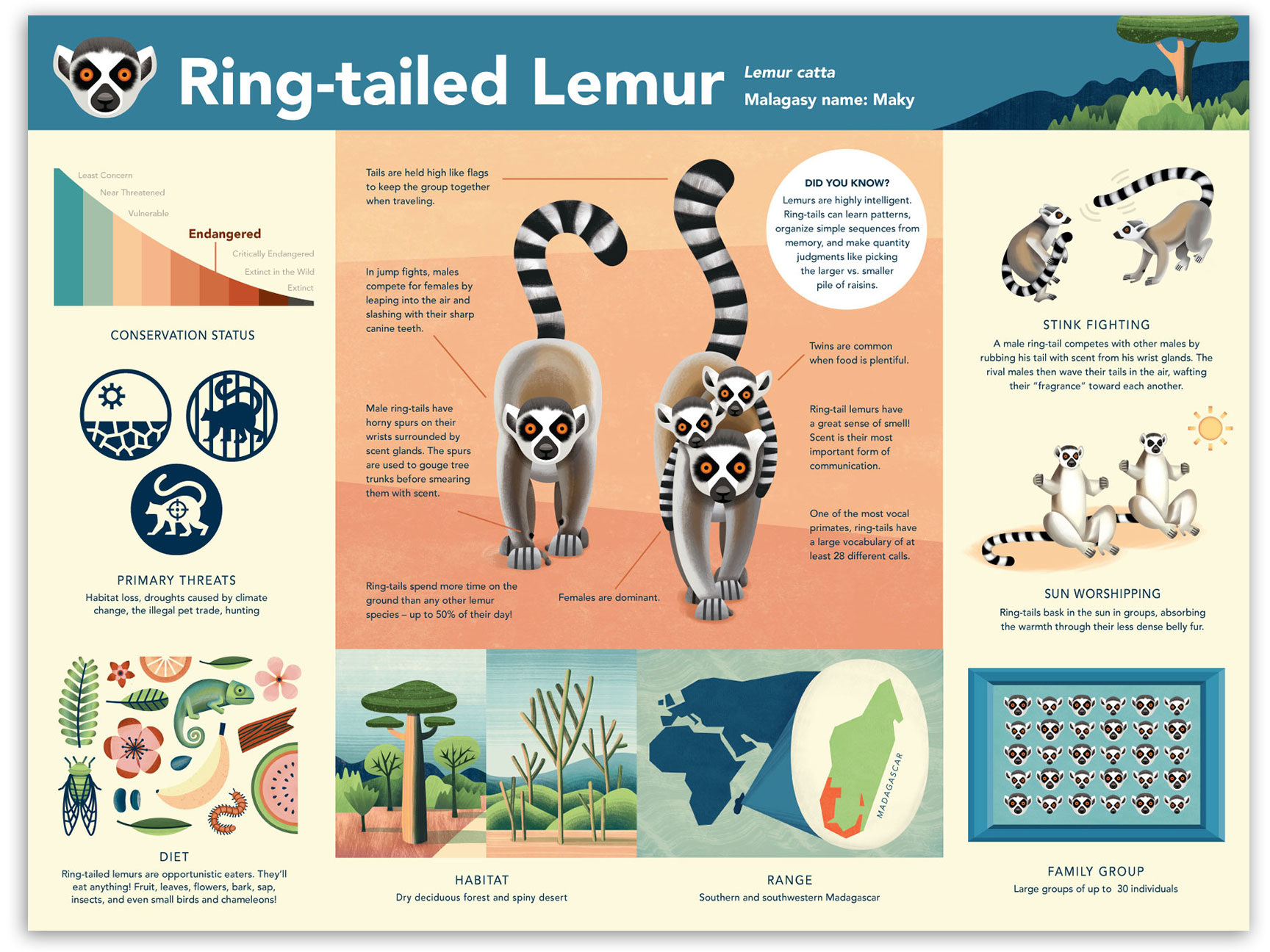 Duke Lemur Center Infographics - Caitlin Hansen
