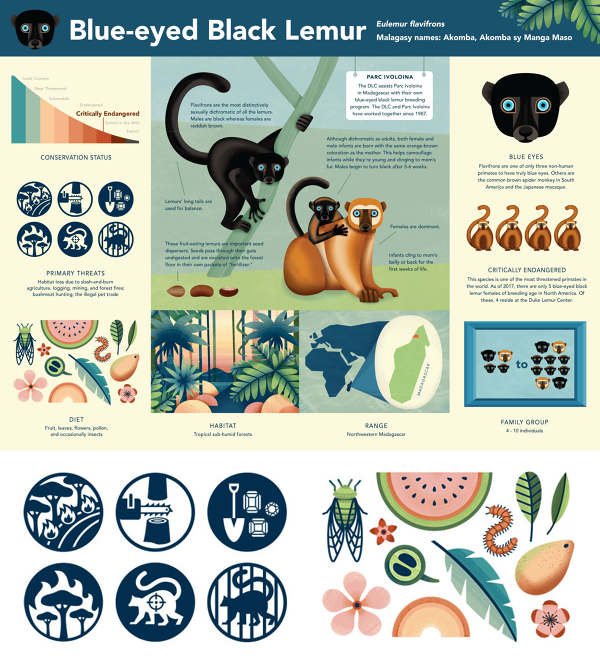 Human Evolution Infographics - Caitlin Hansen