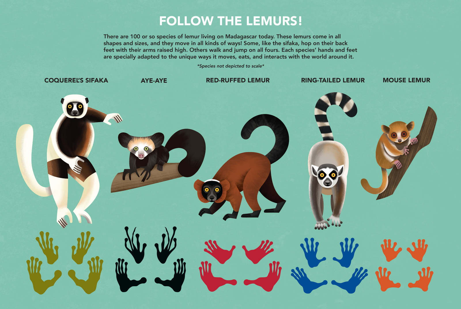 Duke Lemur Center Tour Path Signage - Caitlin Hansen