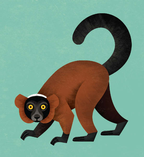 Human Evolution Infographics - Caitlin Hansen