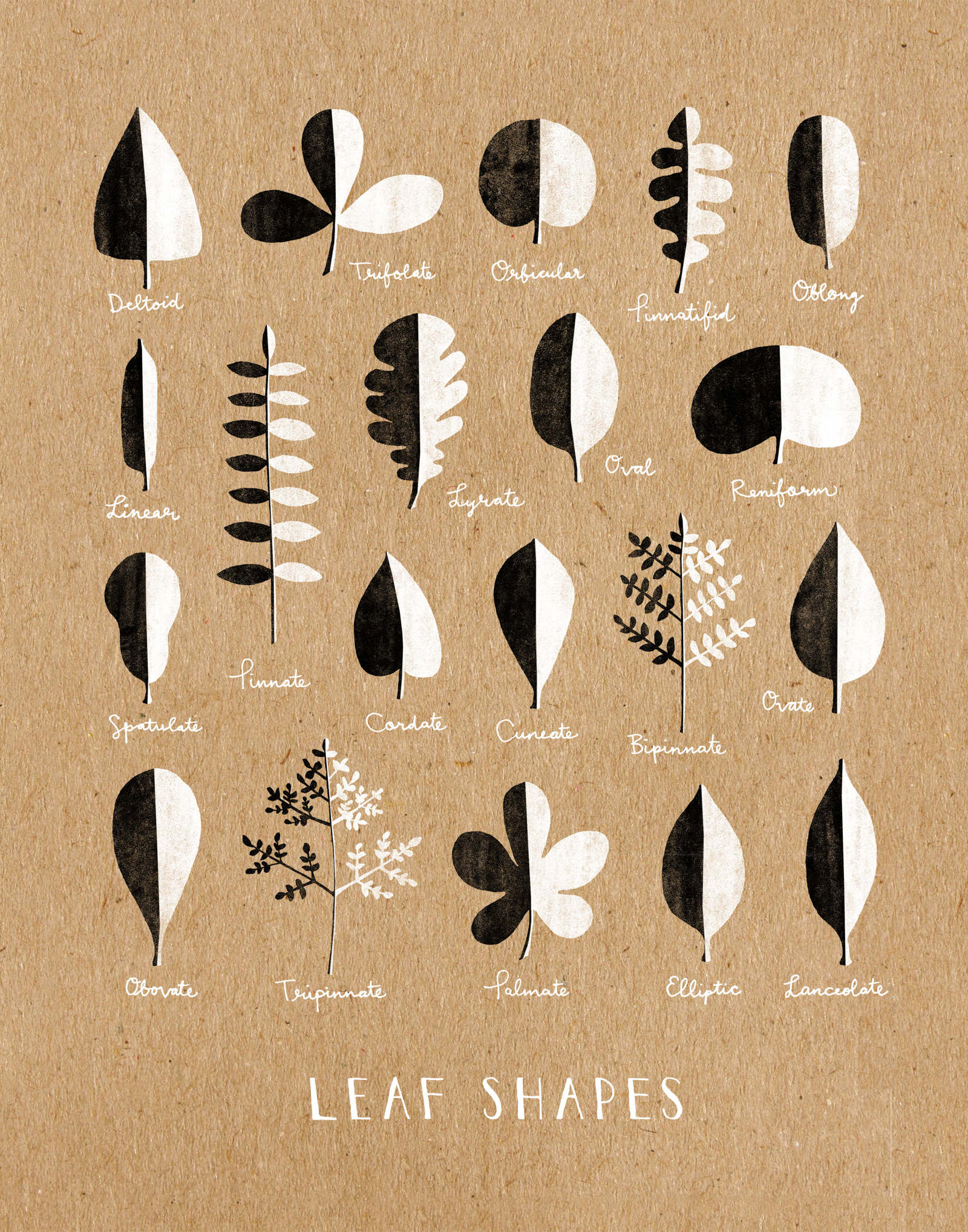 Leaf shapes - Caitlin Hansen
