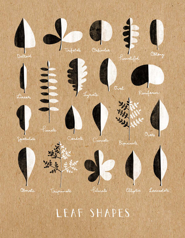 Human Evolution Infographics - Caitlin Hansen
