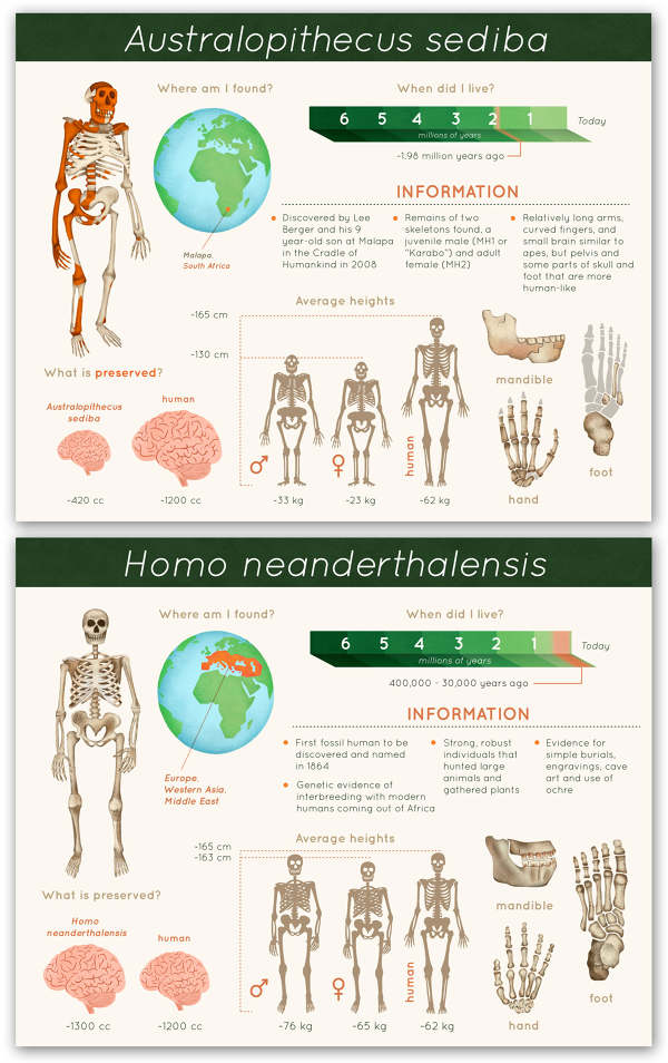 Human Evolution Infographics - Caitlin Hansen