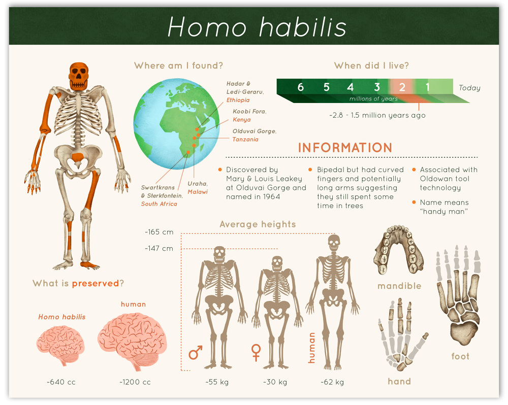 Human Evolution Infographics - Caitlin Hansen