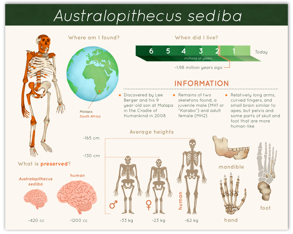 Human Evolution Infographics - Caitlin Hansen