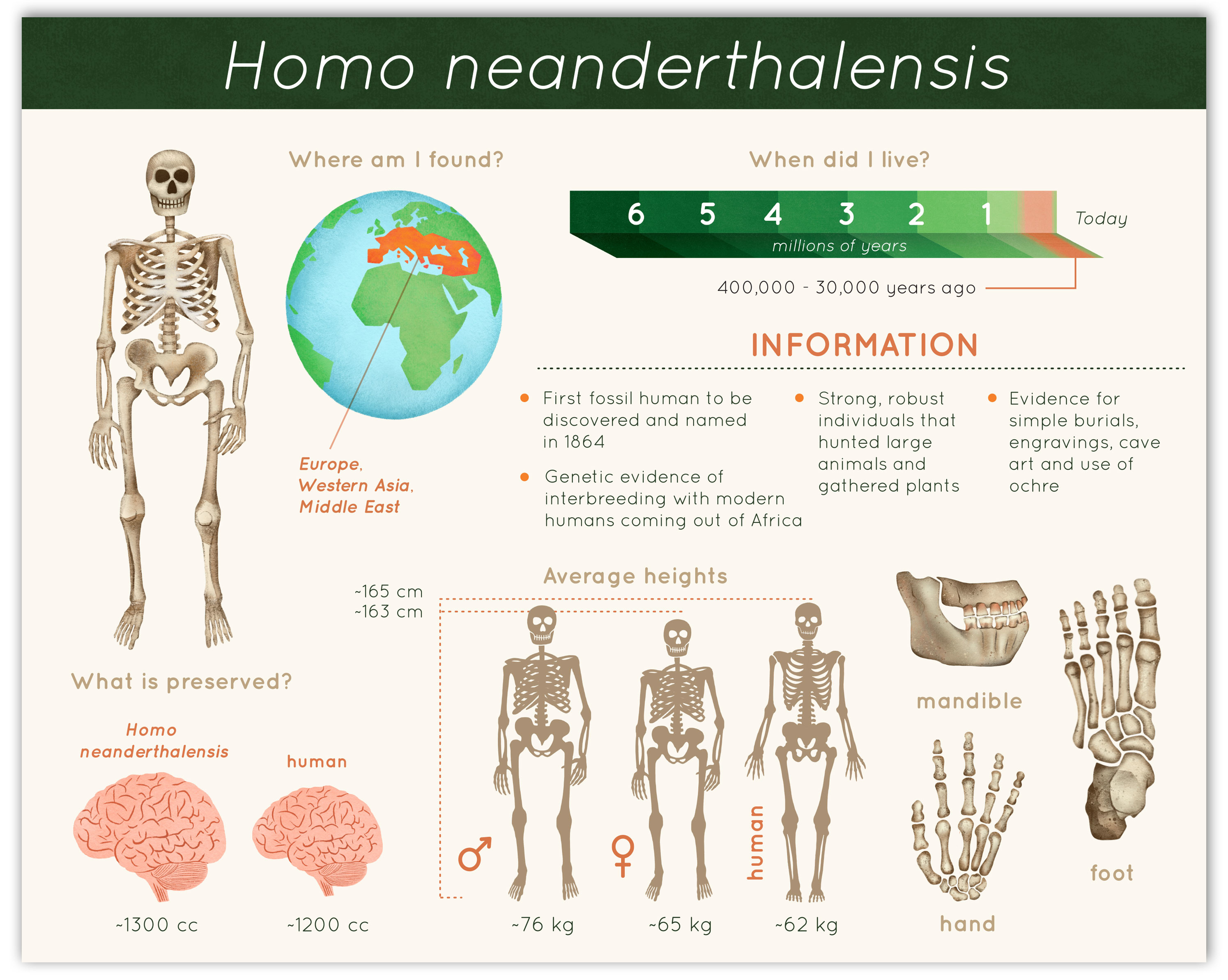 Human Evolution Infographics - Caitlin Hansen