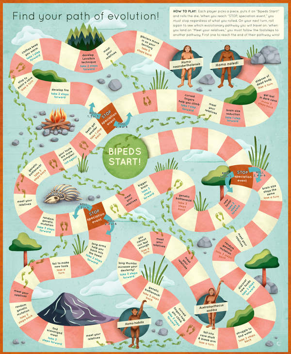 Human Evolution Infographics - Caitlin Hansen