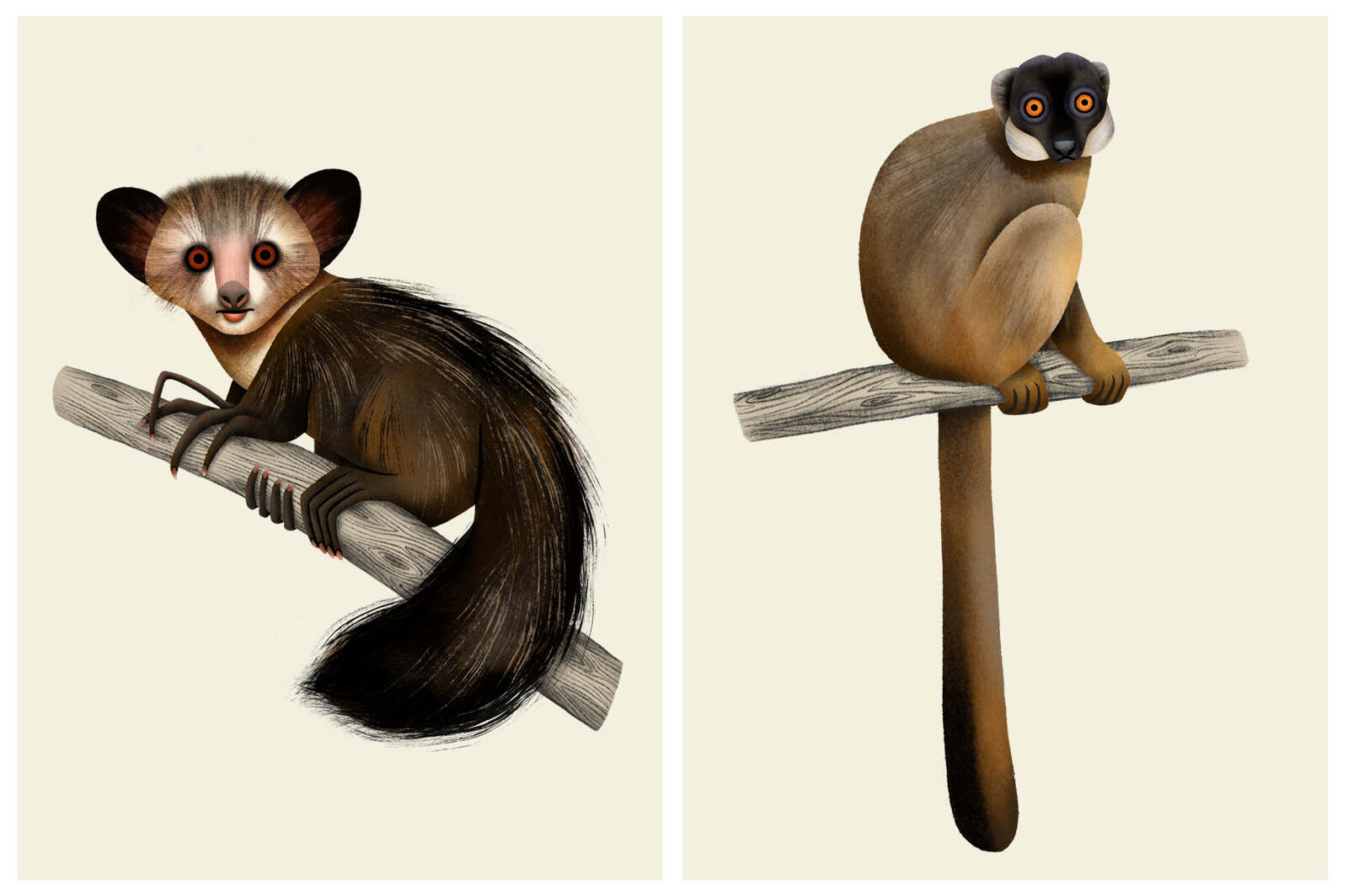 Lemur Conservation Network - Caitlin Hansen