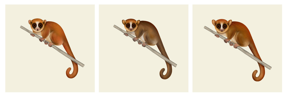 Lemur Conservation Network - Caitlin Hansen