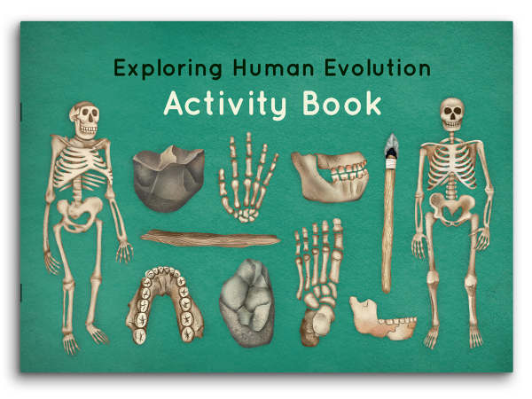 Human Evolution Infographics - Caitlin Hansen