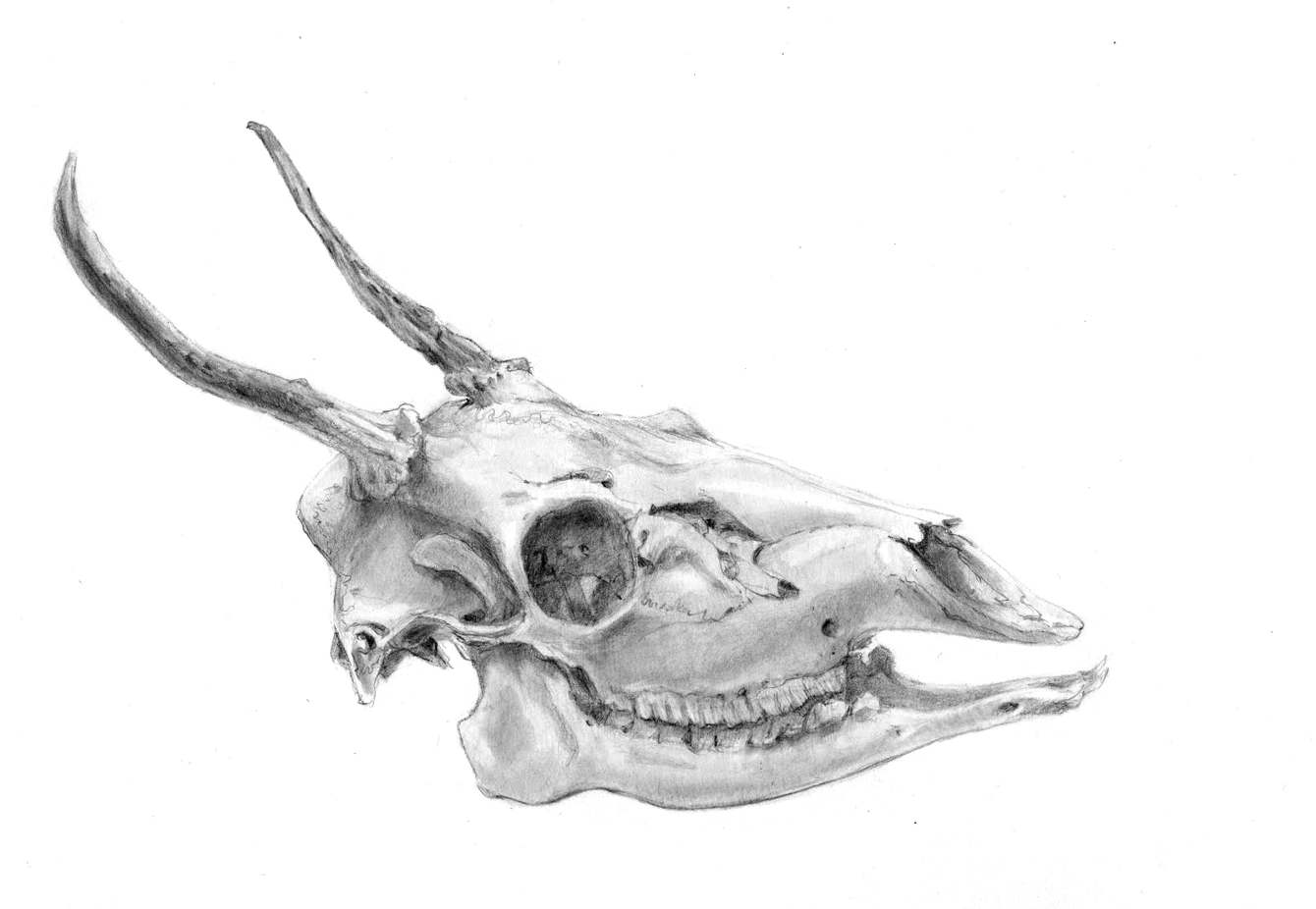 White Tail Deer - Alexis Demetriades