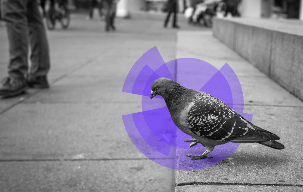 The Pigeon Philharmonic - Santini Basra