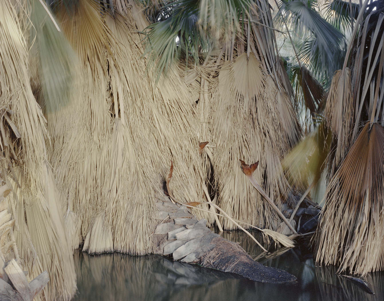 shallow seas - Chelsea Mosher