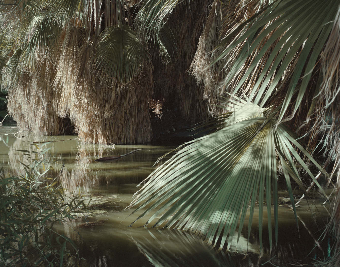 shallow seas - Chelsea Mosher