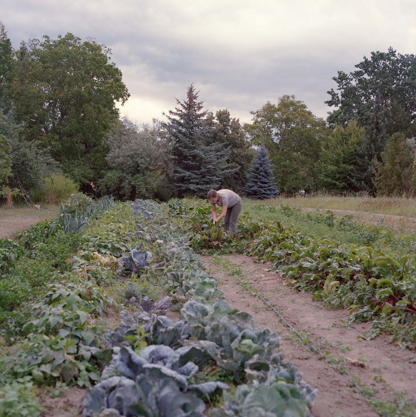 misc 2020 - ali scott