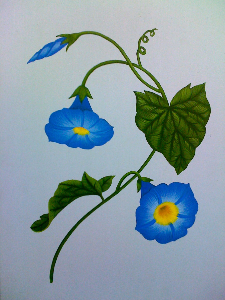 FLOWER STUDIES - www.ericdbeare.com