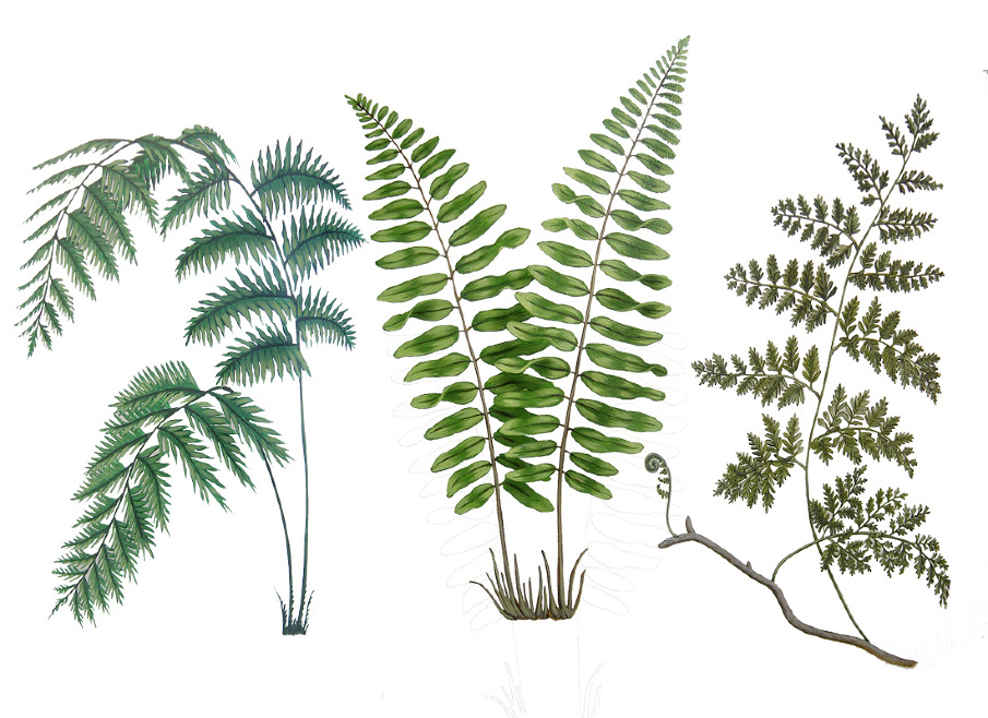 FERN BOTANICALS - www.ericdbeare.com