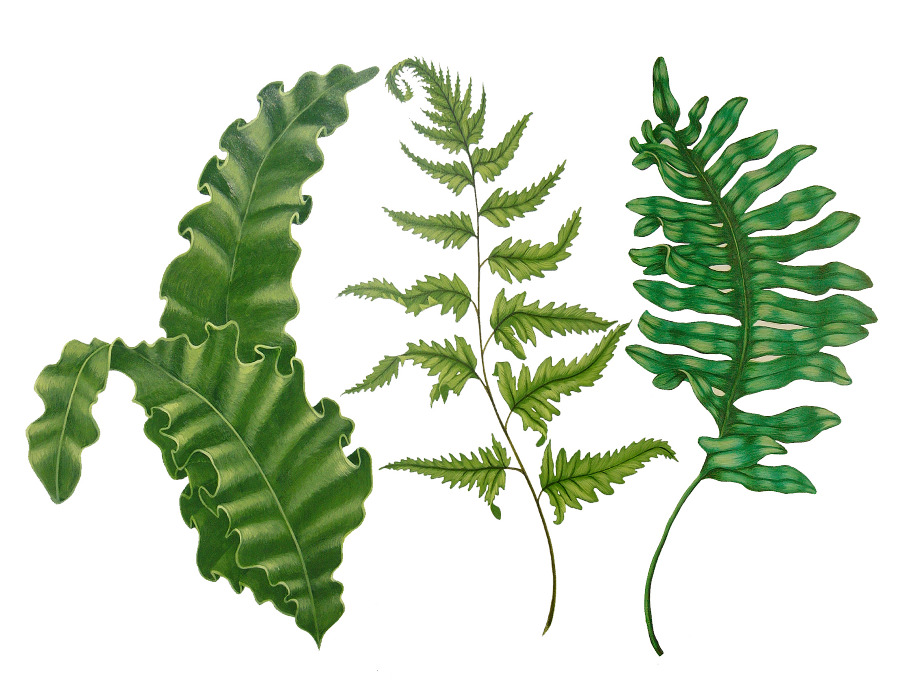 FERN BOTANICALS - www.ericdbeare.com