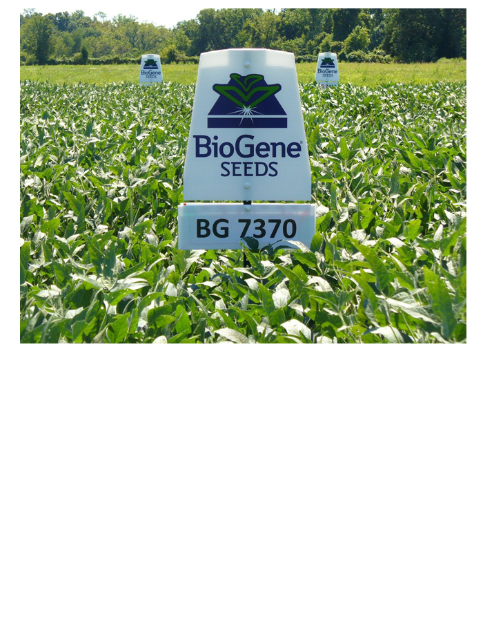 BioGene Seed Brand & Campaigns - Angela DiMarco Creative Services Portfolio