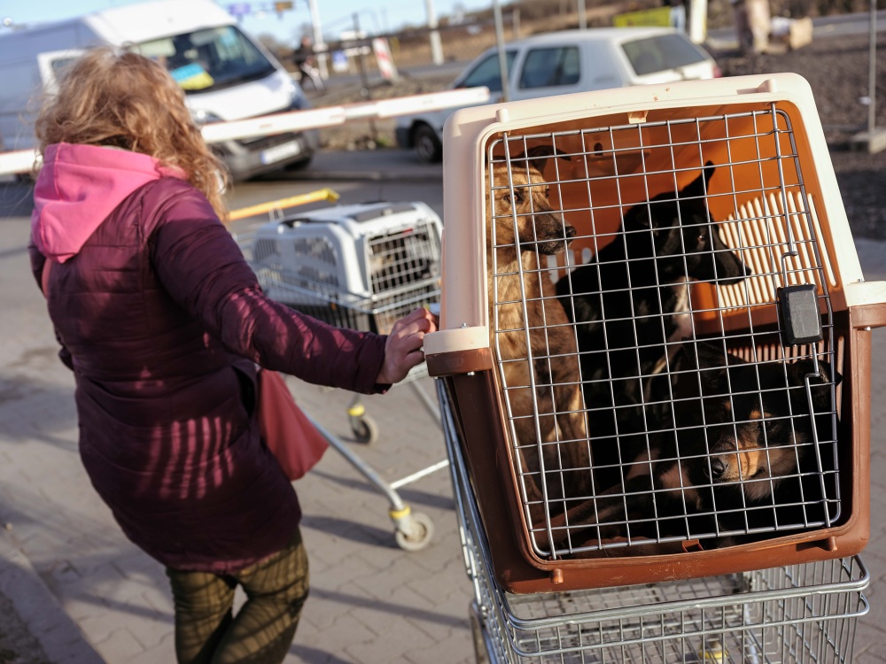 Rumors of War - Aviad Tal