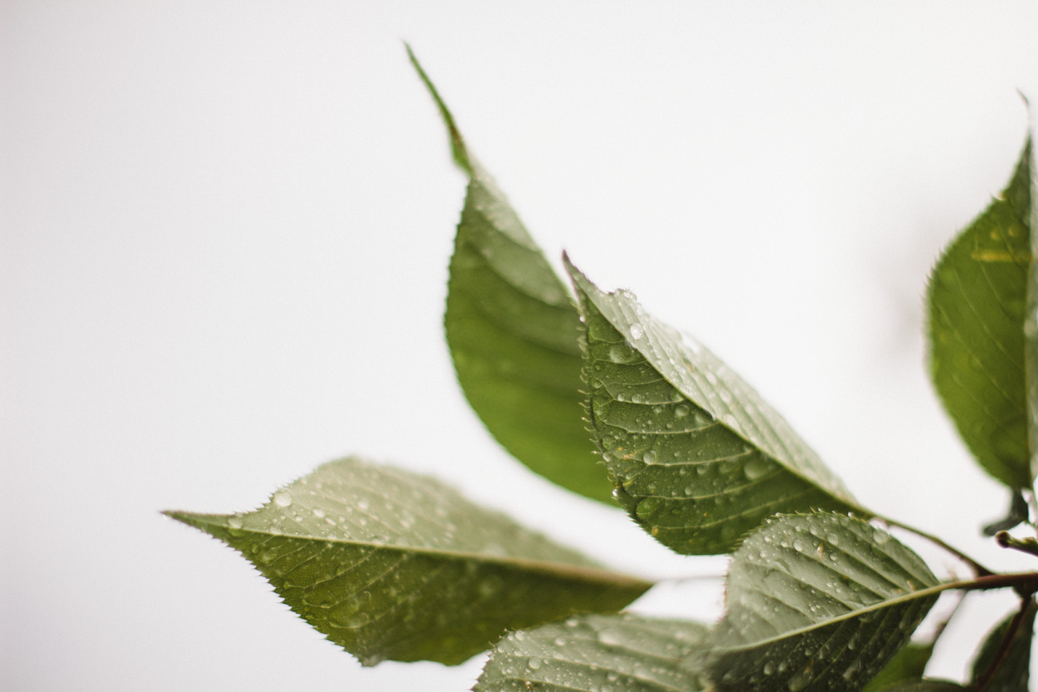 Budapest - Nick Colvin | Art Direction & Design