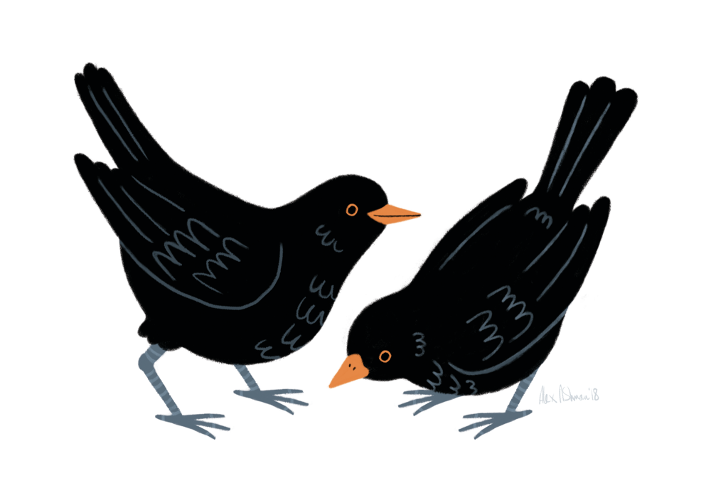 Blackbirds - Alex Ashman Illustration & Design