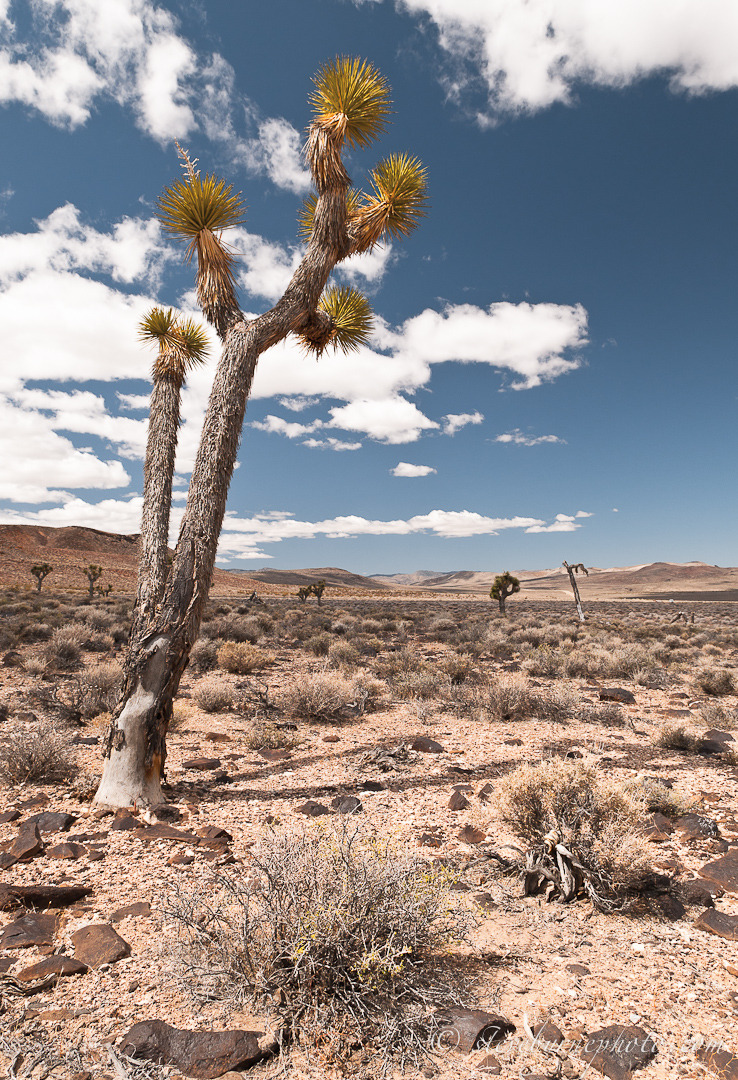 American Deserts - Steve Byrne Photography