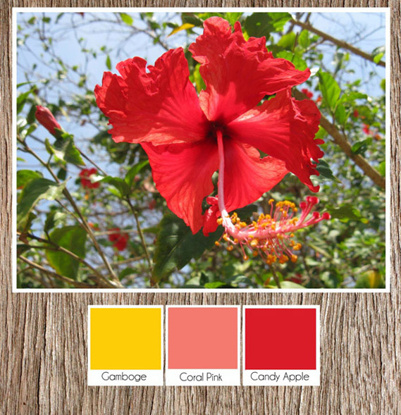 Colours Costa Rica - sideorders