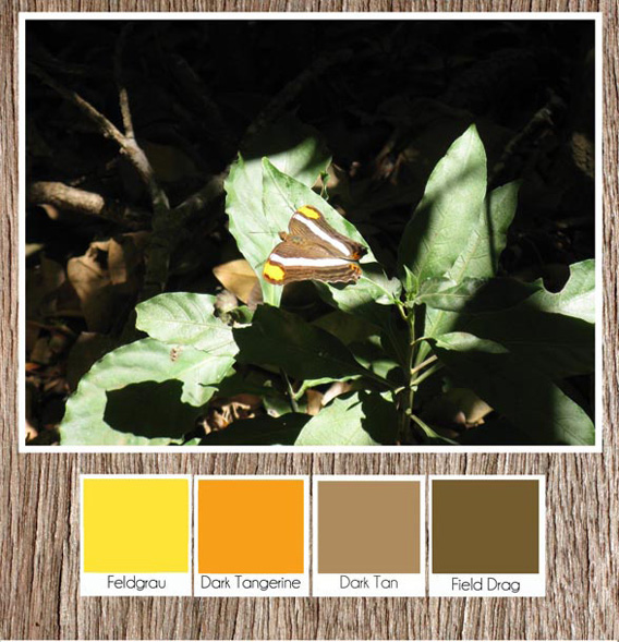 Colours Costa Rica - sideorders