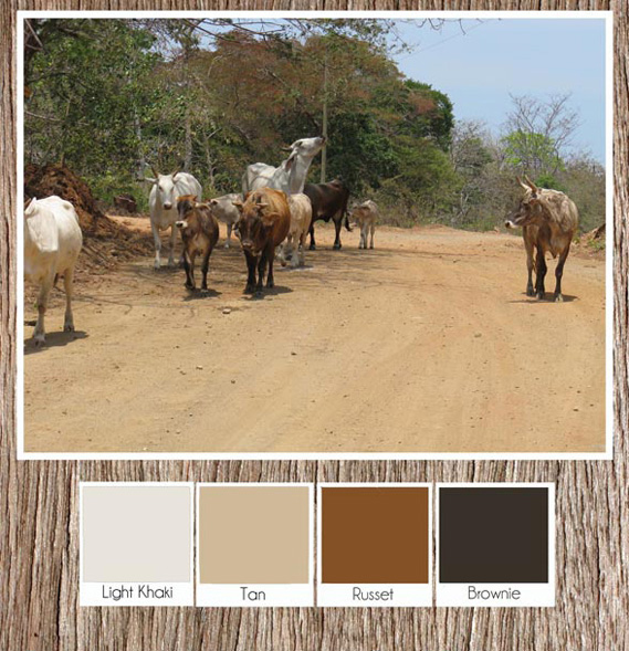 Colours Costa Rica - sideorders