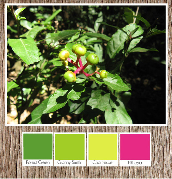 Colours Costa Rica - sideorders