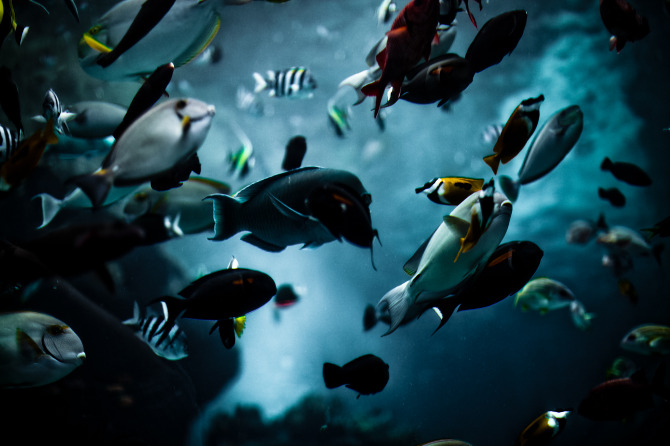 Okinawa - Fish - Dicky Manana photographer