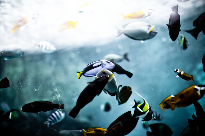 Okinawa - Fish - Dicky Manana photographer
