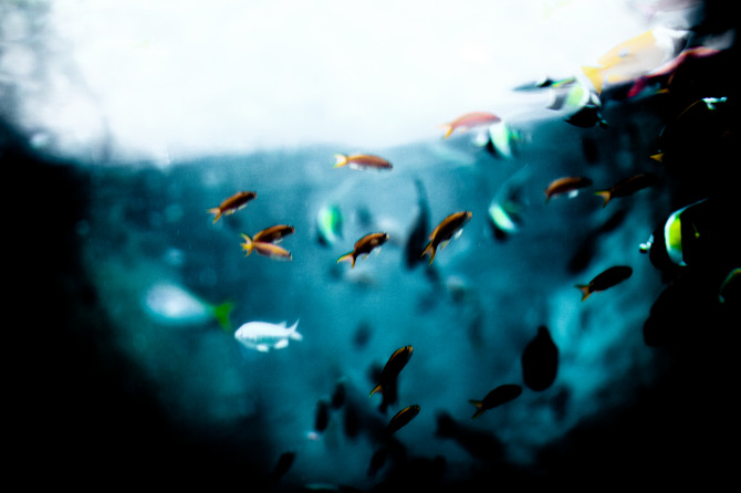 Okinawa - Fish - Dicky Manana photographer
