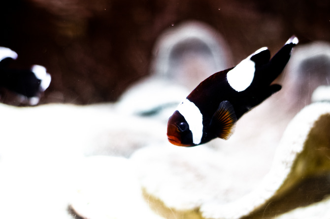 Okinawa - Fish - Dicky Manana photographer