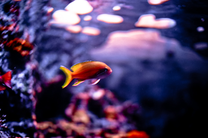Okinawa - Fish - Dicky Manana photographer