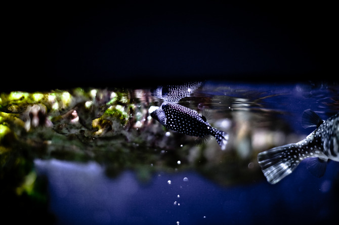 Okinawa - Fish - Dicky Manana photographer