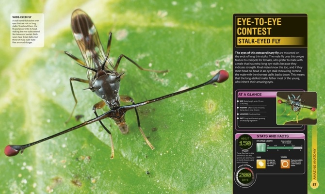 DK Children's Book-Superbug - Tessa Jordens