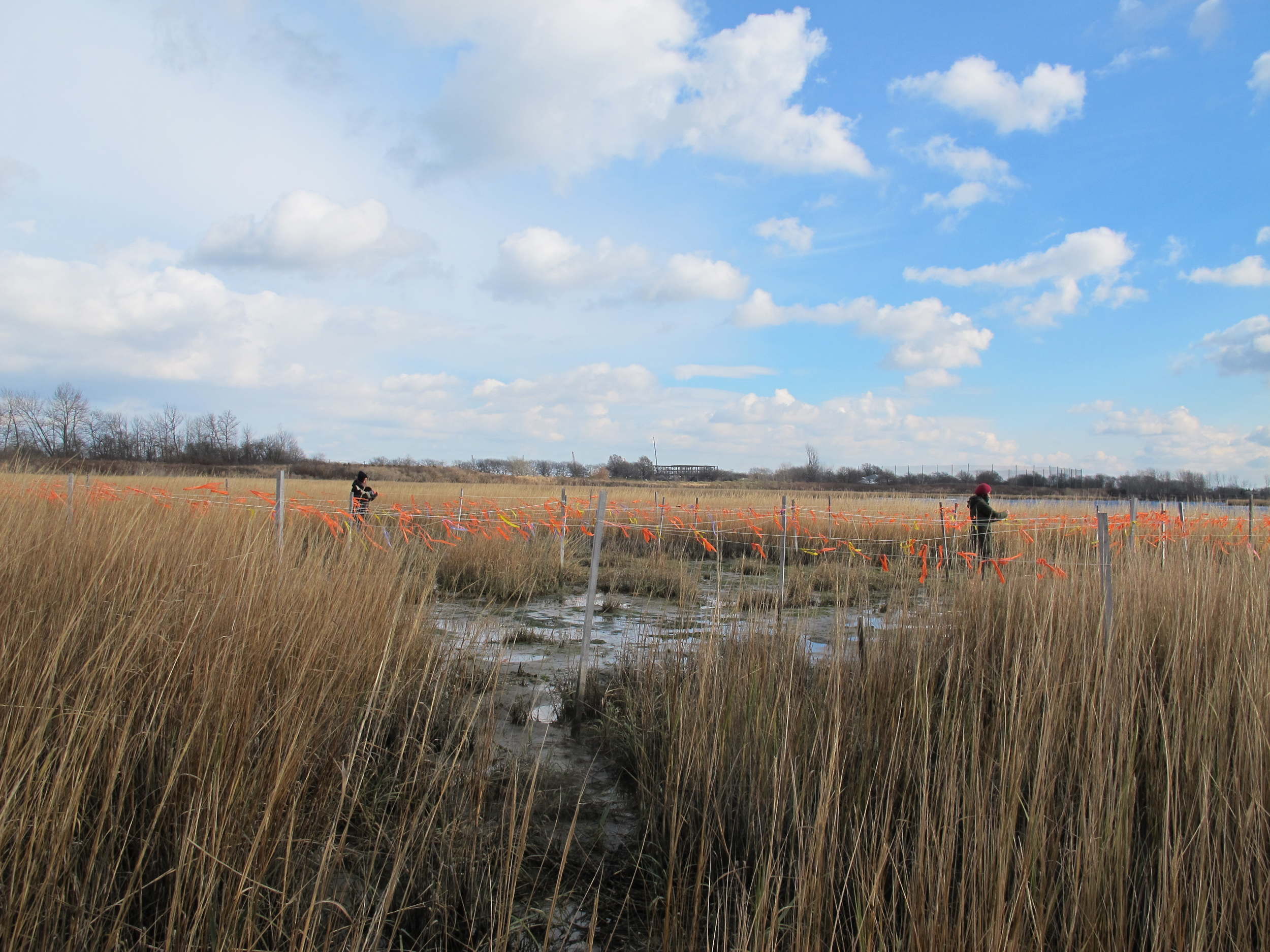 ECOSYSTEM RESTORATION WITH NATIVE PLANTS - Carmen Bouyer | Welcome ...